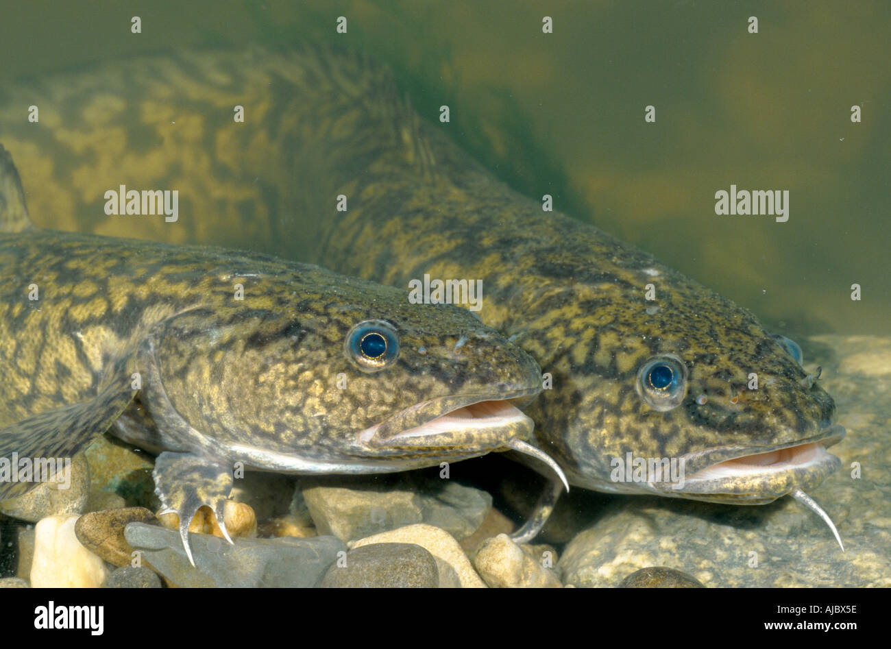 Lota lota fish -Fotos und -Bildmaterial in hoher Auflösung – Alamy