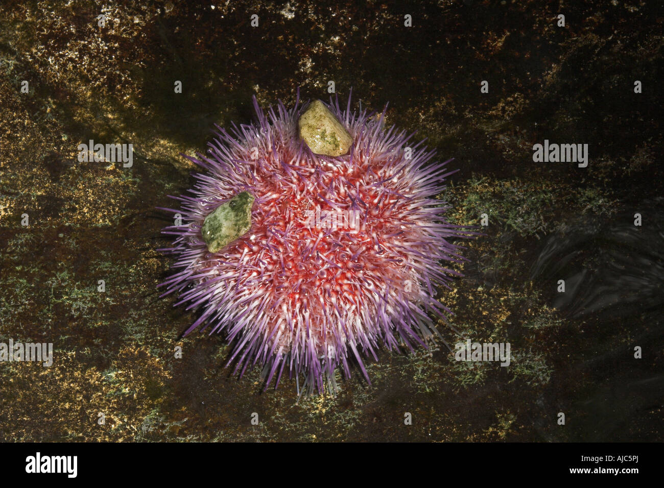 Essbarer seeigel echinus esculentus -Fotos und -Bildmaterial in hoher ...
