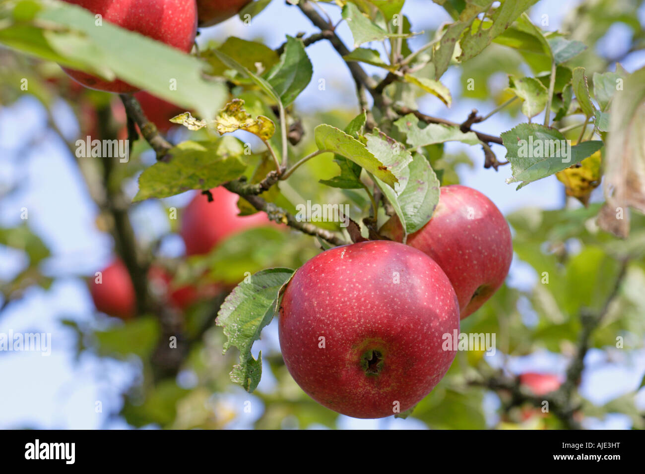 Apfelbaum Stockfotos und -bilder Kaufen - Alamy