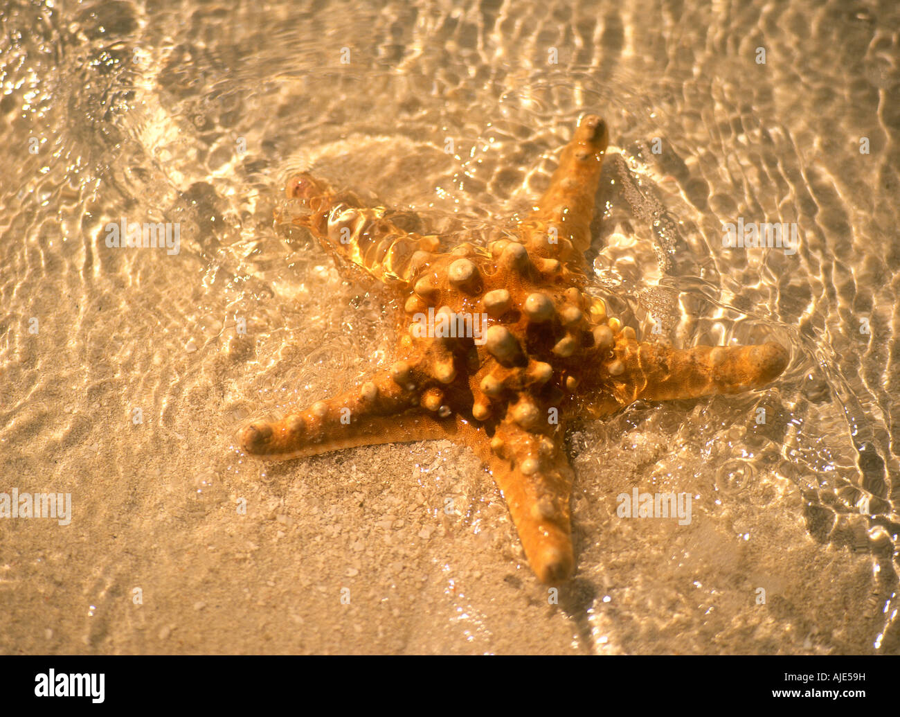 Gestrandeter seestern -Fotos und -Bildmaterial in hoher Auflösung – Alamy