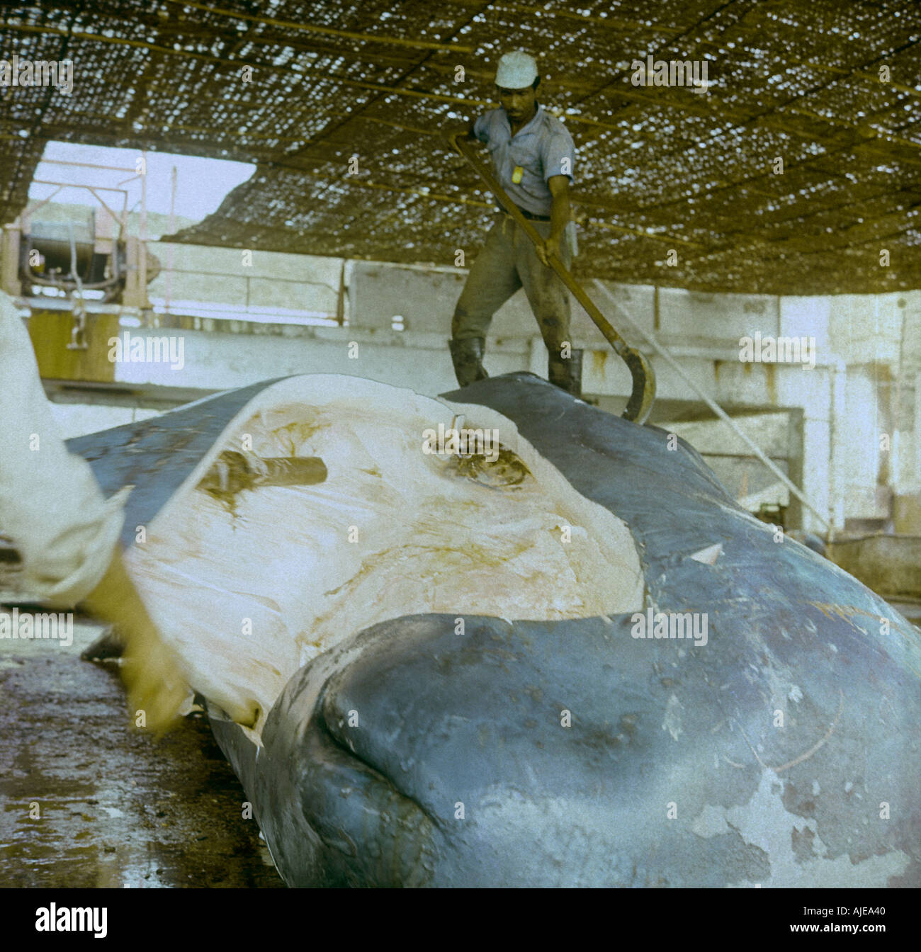 Workman schneiden Speck vom Pottwal Kadaver im Walfang-Werk in Paita ...