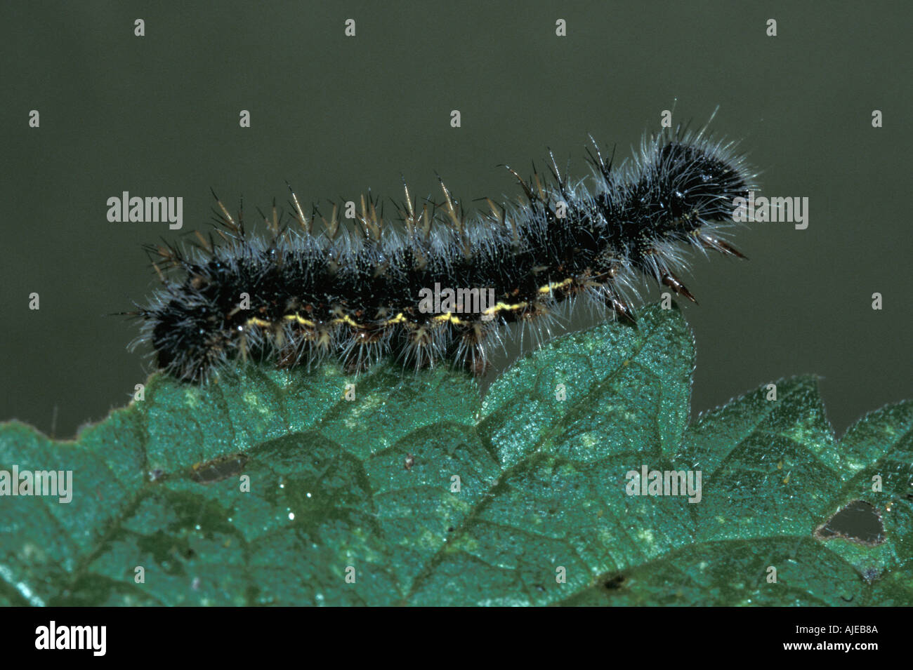 Red Admiral Butterfly Vanessa Atalanta Raupe Larven auf Brennnessel ...