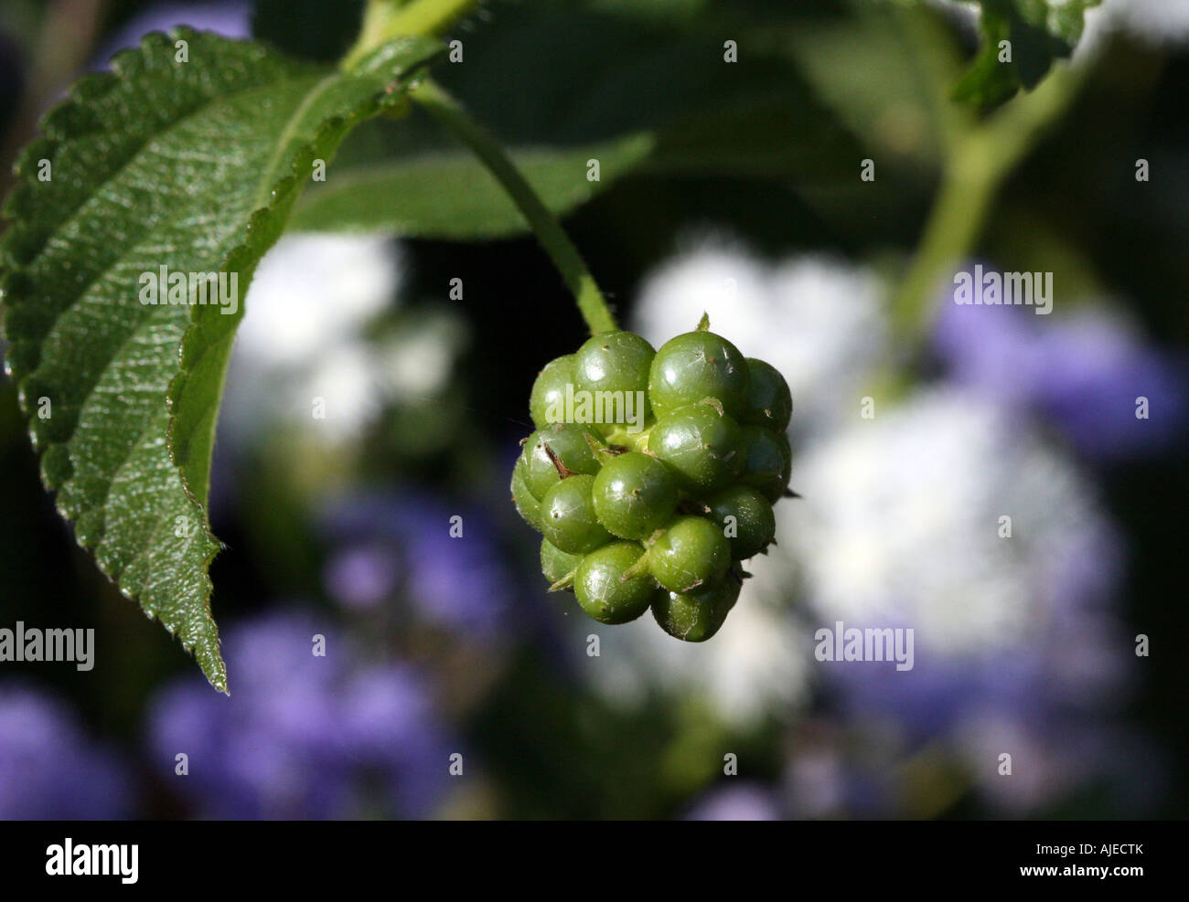 Den samen verbreiten -Fotos und -Bildmaterial in hoher Auflösung – Alamy