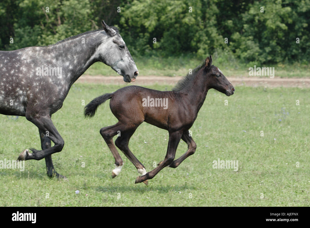 Stute und Fohlen Stockfotografie - Alamy