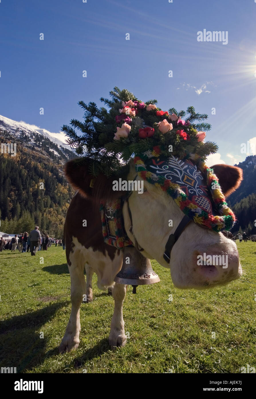 Kuh mit dekorativen Kopfschmuck und Kuhglocke Stockfotografie - Alamy
