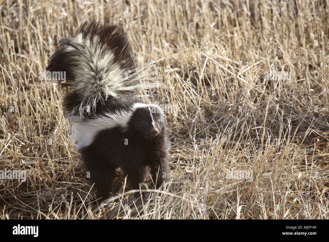 Skunk tail -Fotos und -Bildmaterial in hoher Auflösung – Alamy