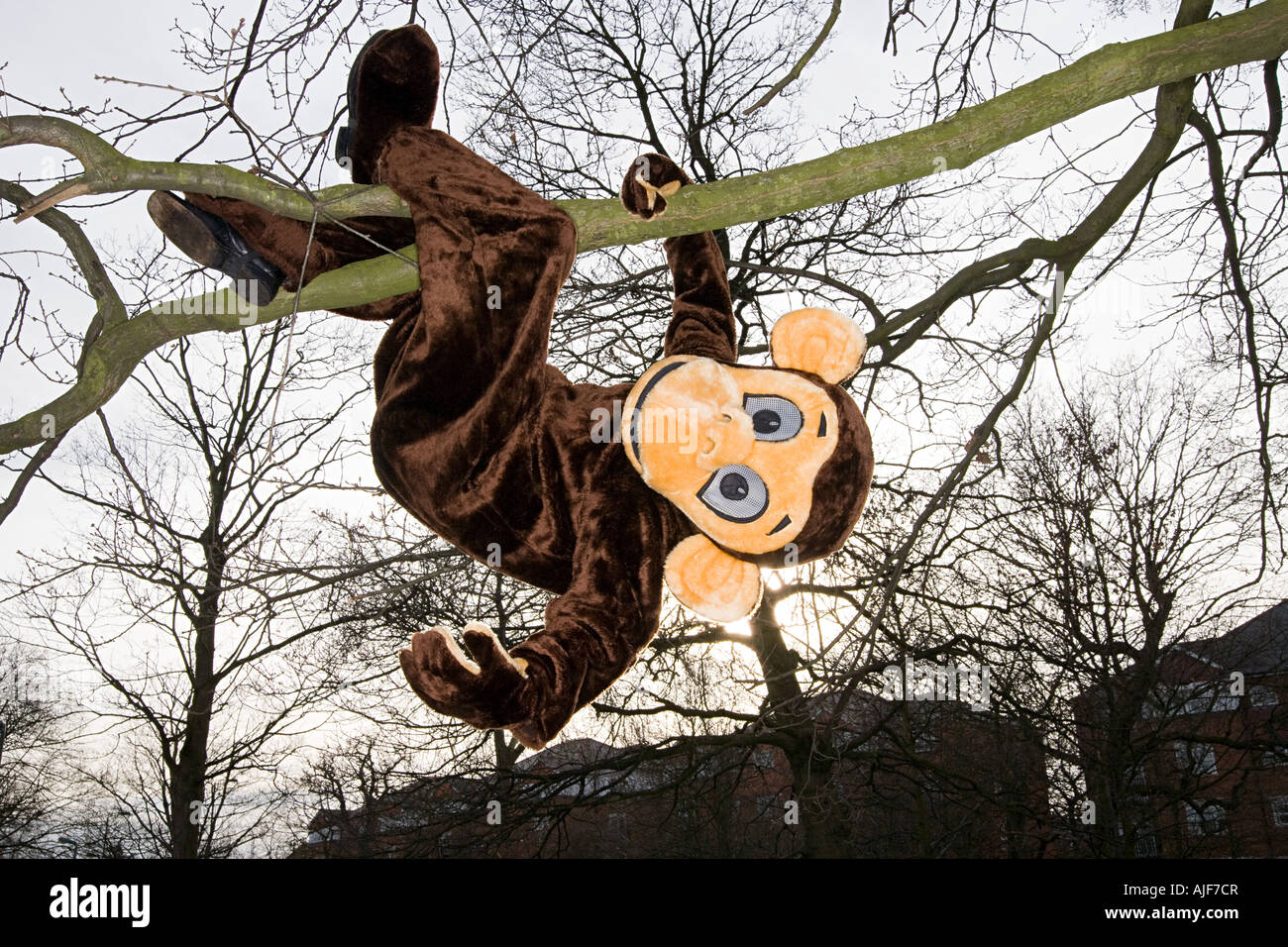 Monkey hanging branch -Fotos und -Bildmaterial in hoher Auflösung – Alamy