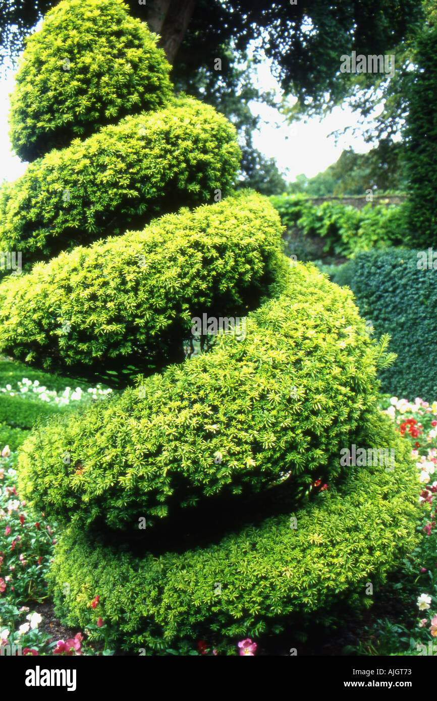 Topiary tree spiral -Fotos und -Bildmaterial in hoher Auflösung – Alamy
