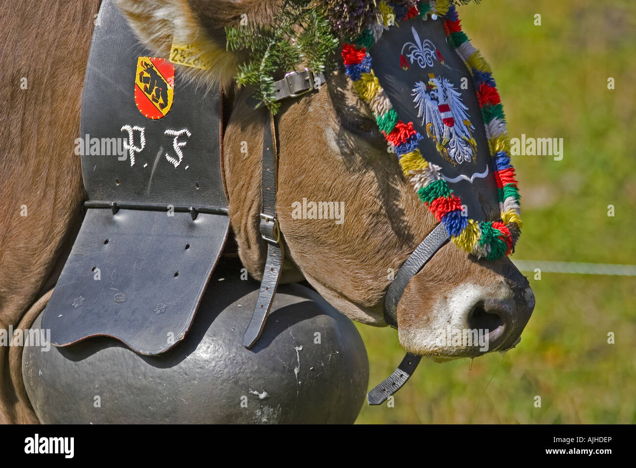 Almabtrieb österreich -Fotos und -Bildmaterial in hoher Auflösung – Alamy
