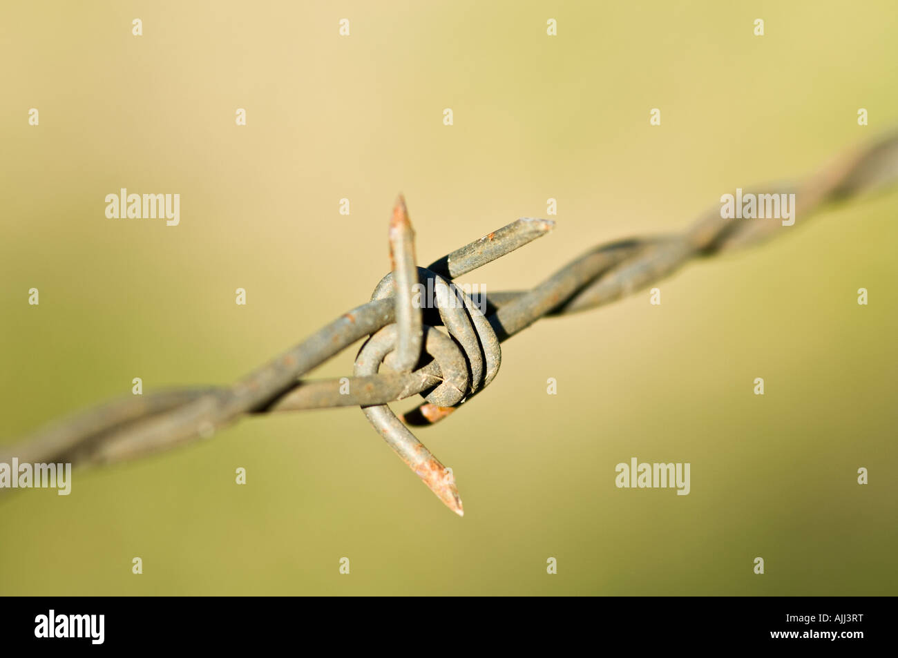 Einzelner strang -Fotos und -Bildmaterial in hoher Auflösung – Alamy