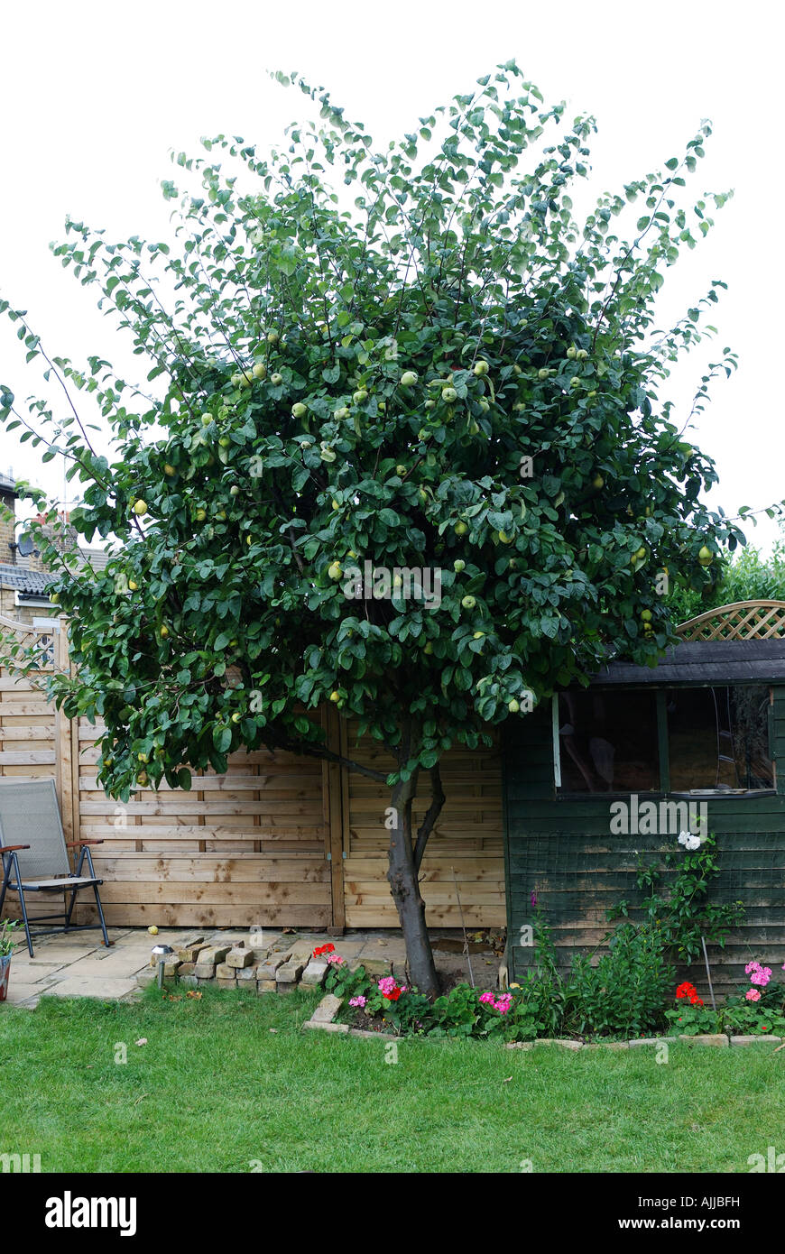 QUITTE BAUM WÄCHST IM GARTEN Stockfotografie - Alamy