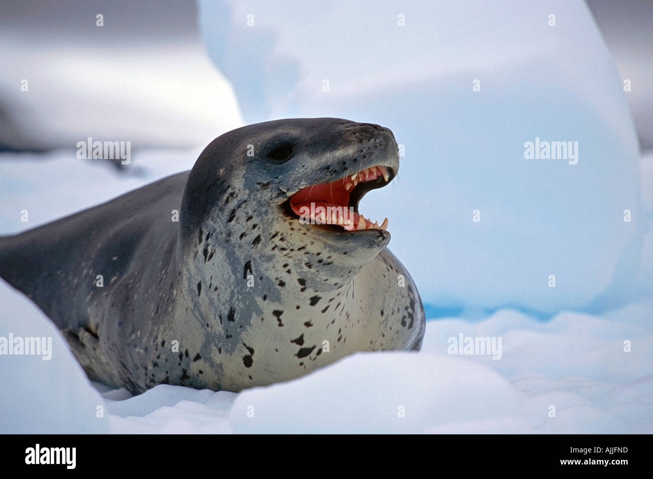 Nahaufnahme der Seeleopard auf Eisscholle Antarktis Sommer Stockfoto ...