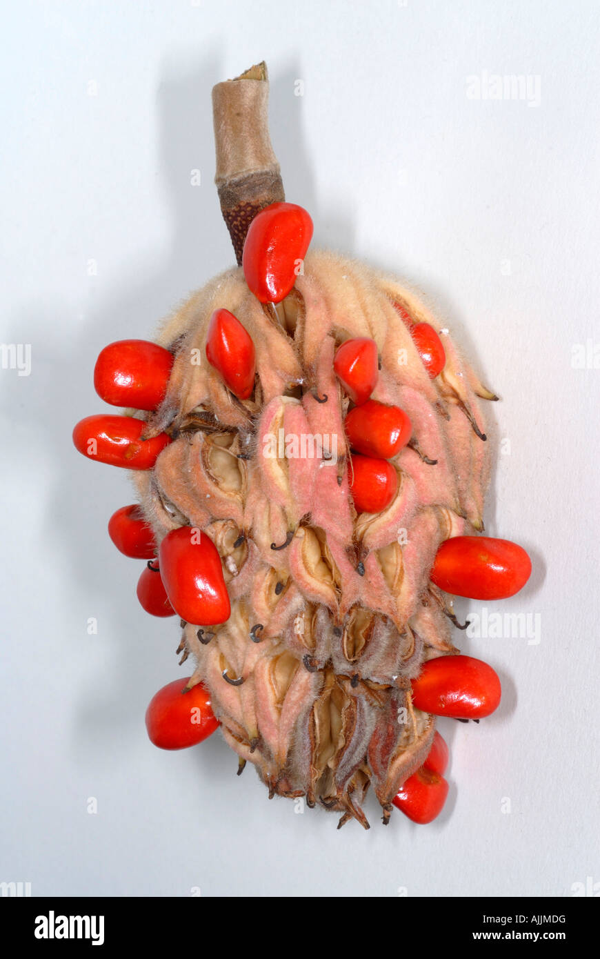Southern magnolia fruit magnolia grandiflora -Fotos und -Bildmaterial ...