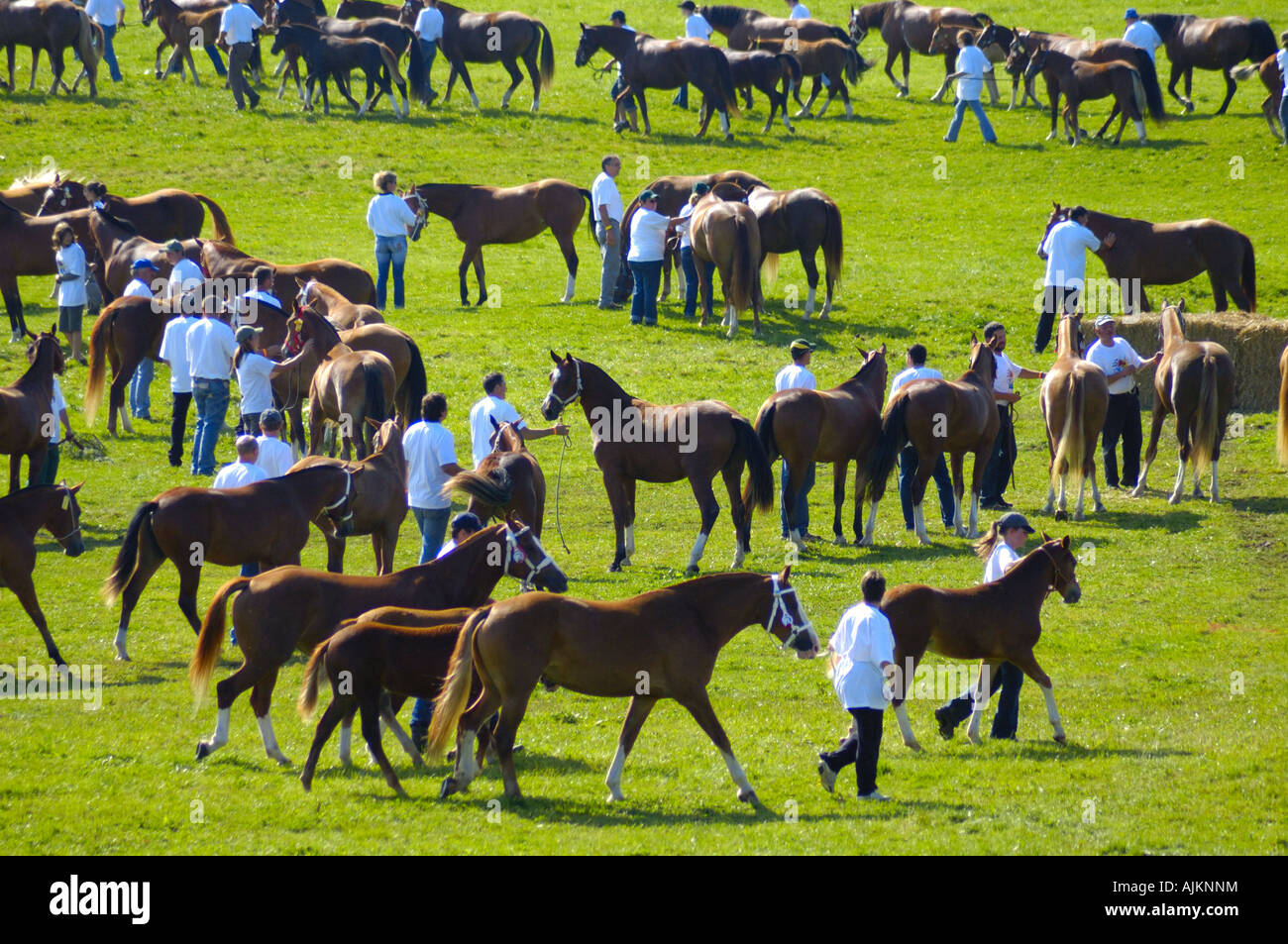 Stuten und ihre Fohlen zum Verkauf an der jährlichen Saignelegier Pferd ...