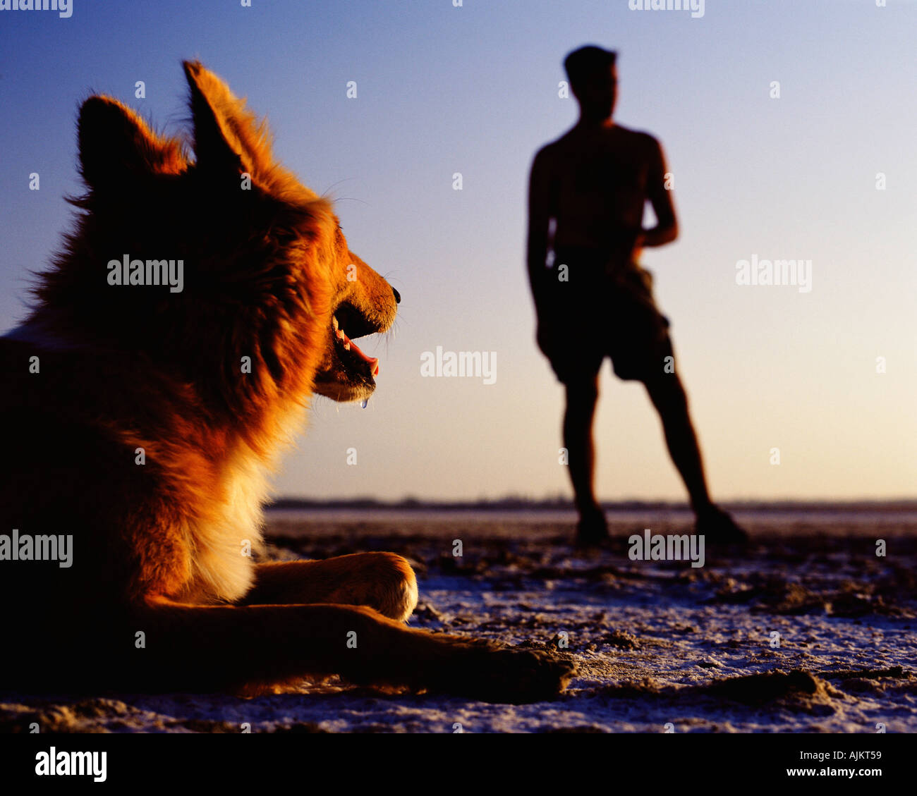 Hund und Sonnenuntergang Stockfotos und -bilder Kaufen - Alamy