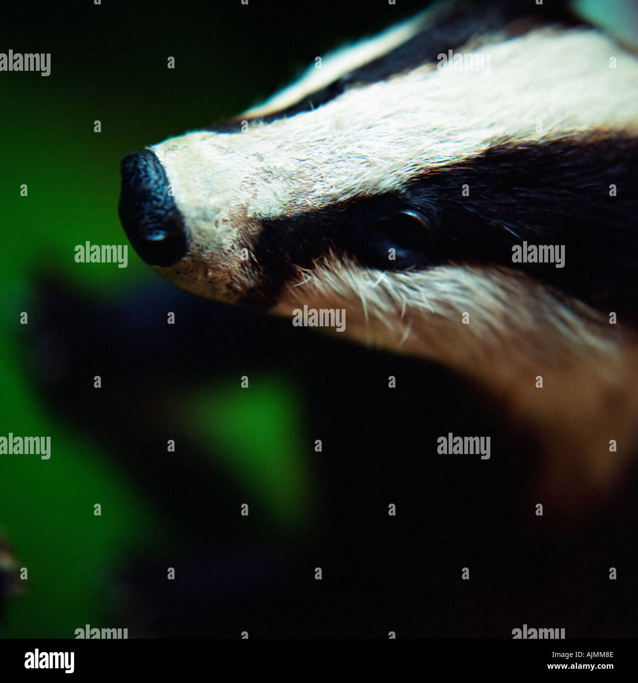 Ausgestopfter dachs -Fotos und -Bildmaterial in hoher Auflösung – Alamy