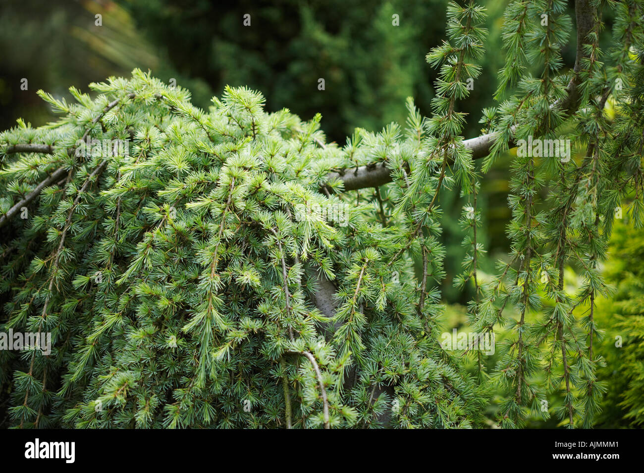 seltene Nadelbaum Cedrus Atlantica Glauca Pendel Stockfotografie - Alamy