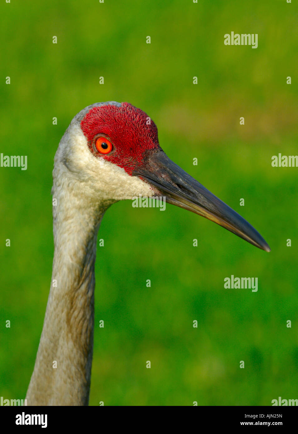 Roter kopf vogel -Fotos und -Bildmaterial in hoher Auflösung – Alamy