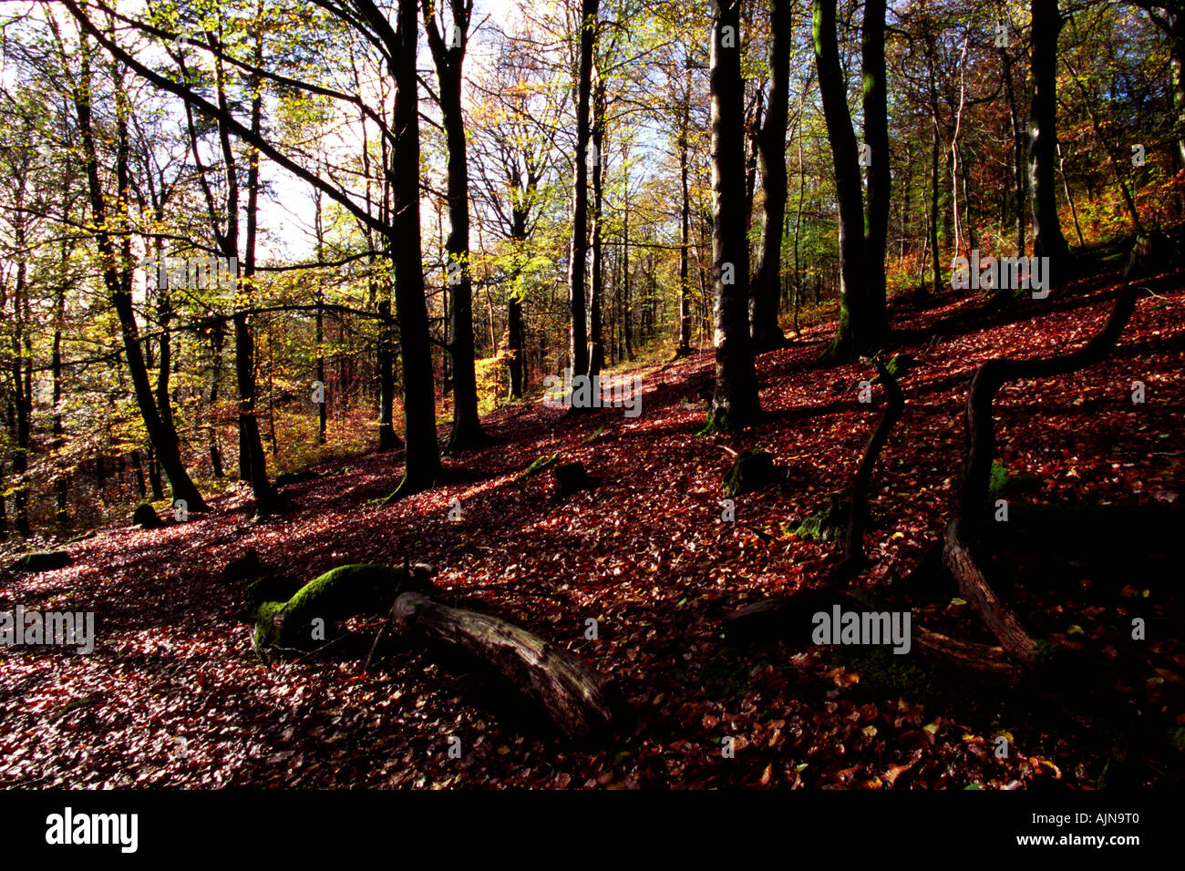 Buche Wälder Fagus Sylvatica im Herbst. Die gefallenen Totholz und ...