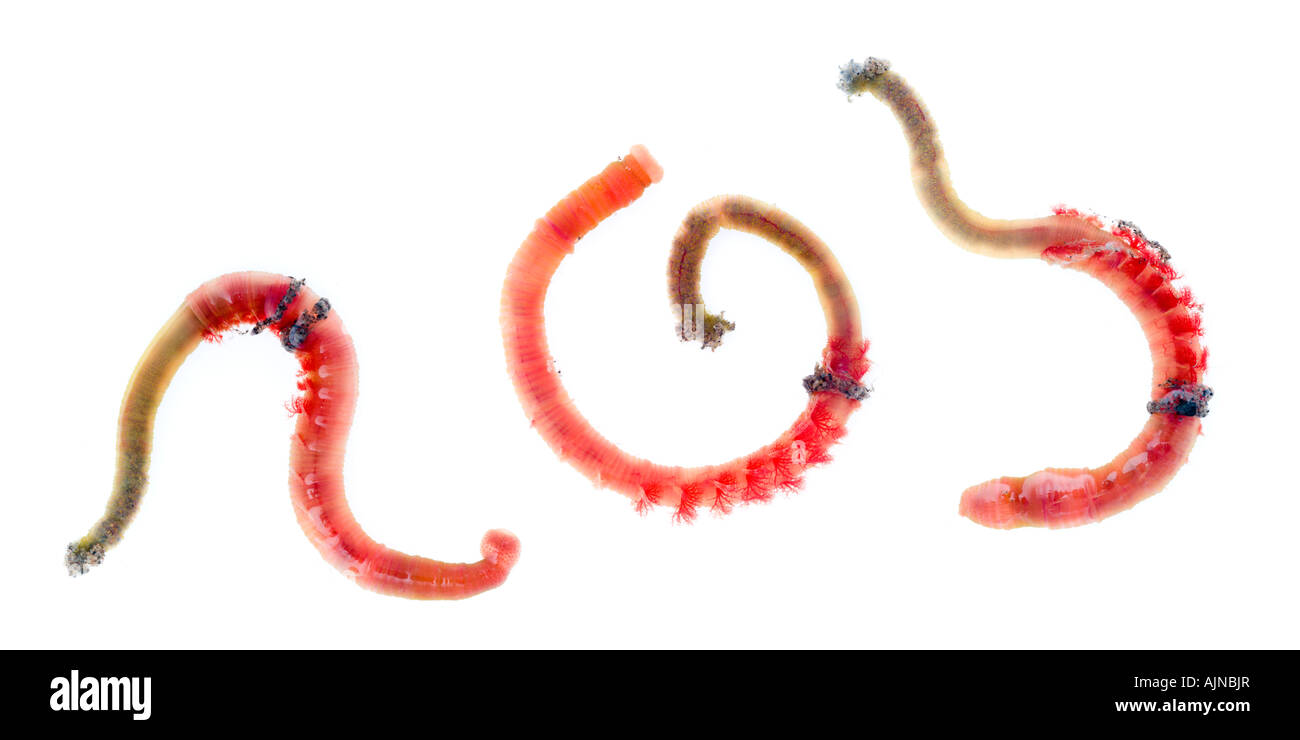 Wattwurm oder sandwurm arenicola marina Ausgeschnittene Stockfotos und ...