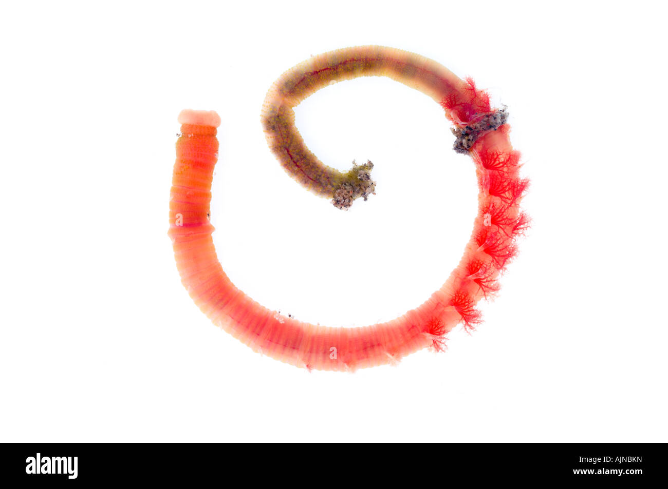Wattwurm oder sandwurm arenicola marina Ausgeschnittene Stockfotos und ...