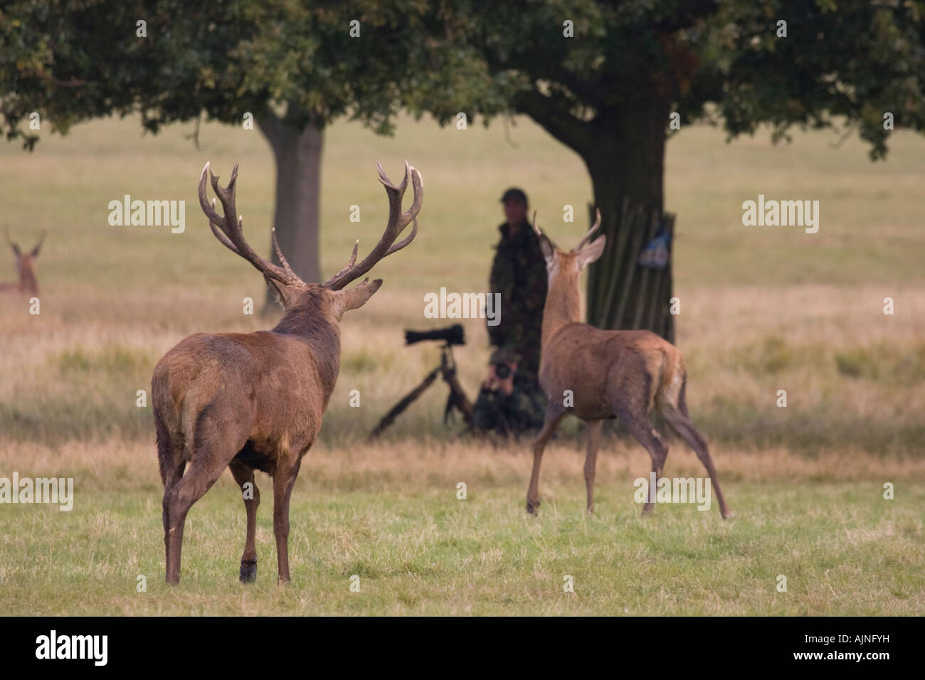 Weibliche rote hirsche -Fotos und -Bildmaterial in hoher Auflösung – Alamy