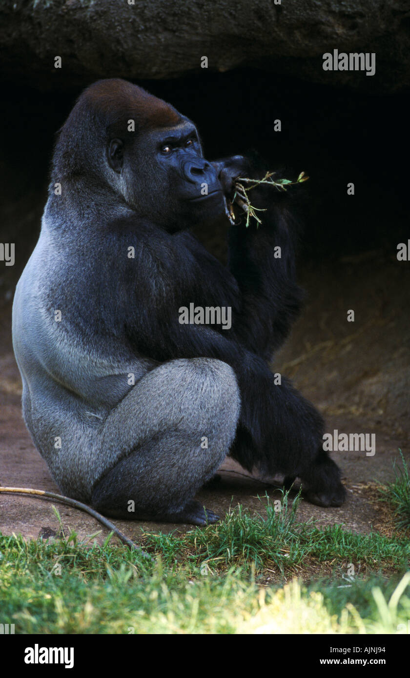 Silverback gorilla melbourne zoo -Fotos und -Bildmaterial in hoher Auflösung – Alamy