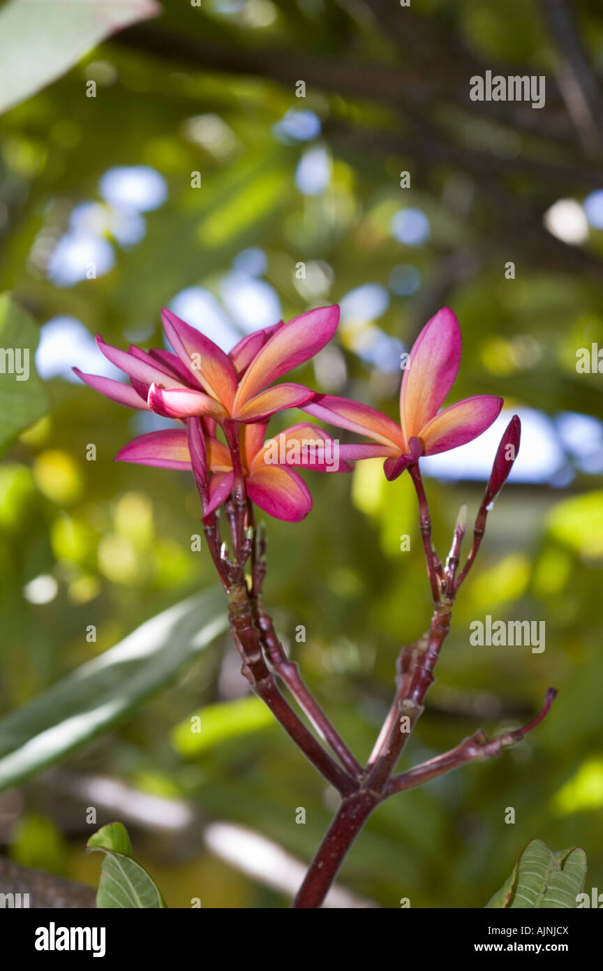 Rosa oder rot Plumeria Gattung Var Frangipani Blume aus der Familie der ...