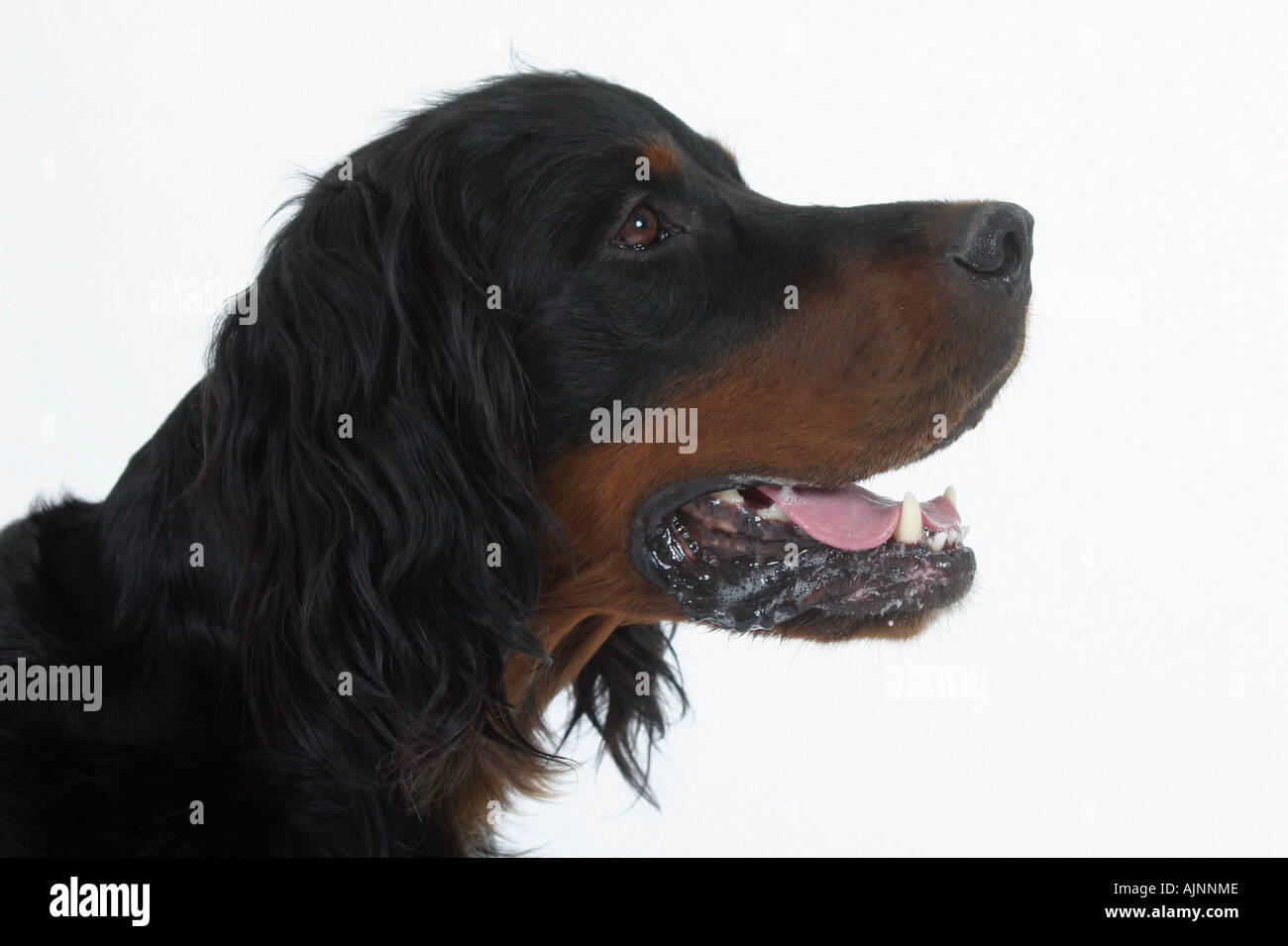 Hund seitenprofil des kopfes -Fotos und -Bildmaterial in hoher ...