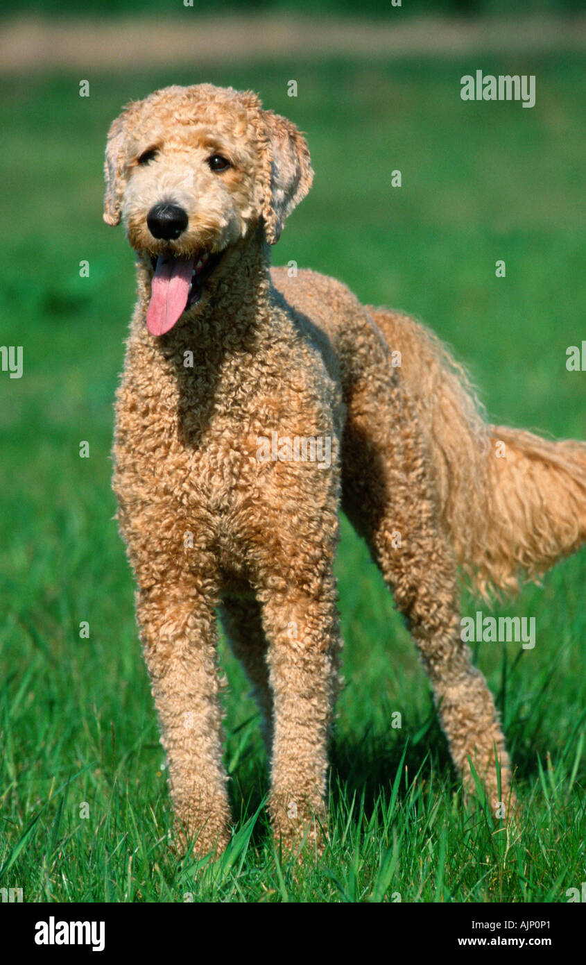 Standard Pudel Apricot geschoren Stockfotografie - Alamy