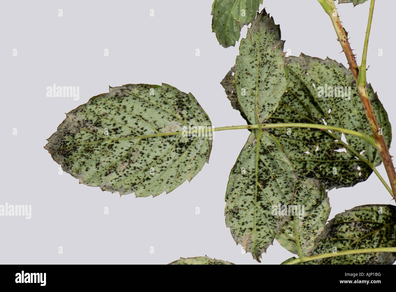Himbeer Rost Phragmidium Rubi Idaei auf Himbeere Blatt Stockfotografie ...