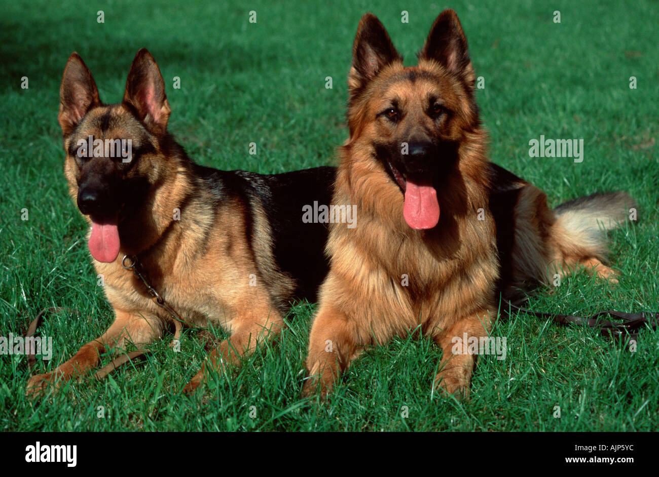 Deutsche Schäferhunde paar Elsässer Stockfotografie - Alamy