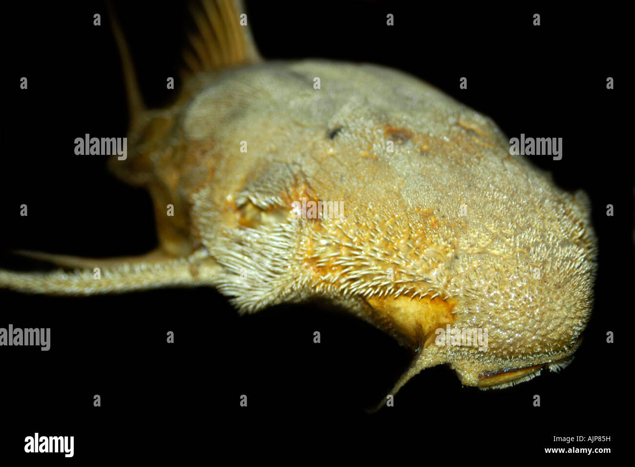 Acanthicus hystrix -Fotos und -Bildmaterial in hoher Auflösung – Alamy