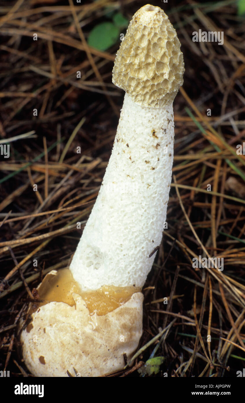 Comt phallique -Fotos und -Bildmaterial in hoher Auflösung – Alamy