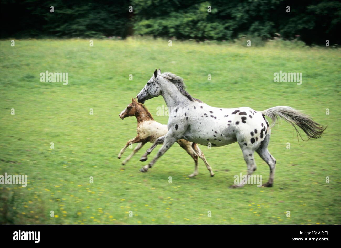 Appaloosa pferd -Fotos und -Bildmaterial in hoher Auflösung – Alamy