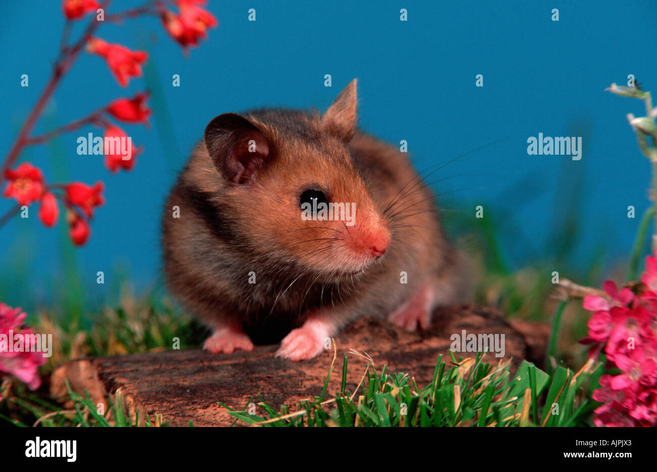 Golden Hamster (mesocricetus Auratus) Stockfotos und -bilder Kaufen ...