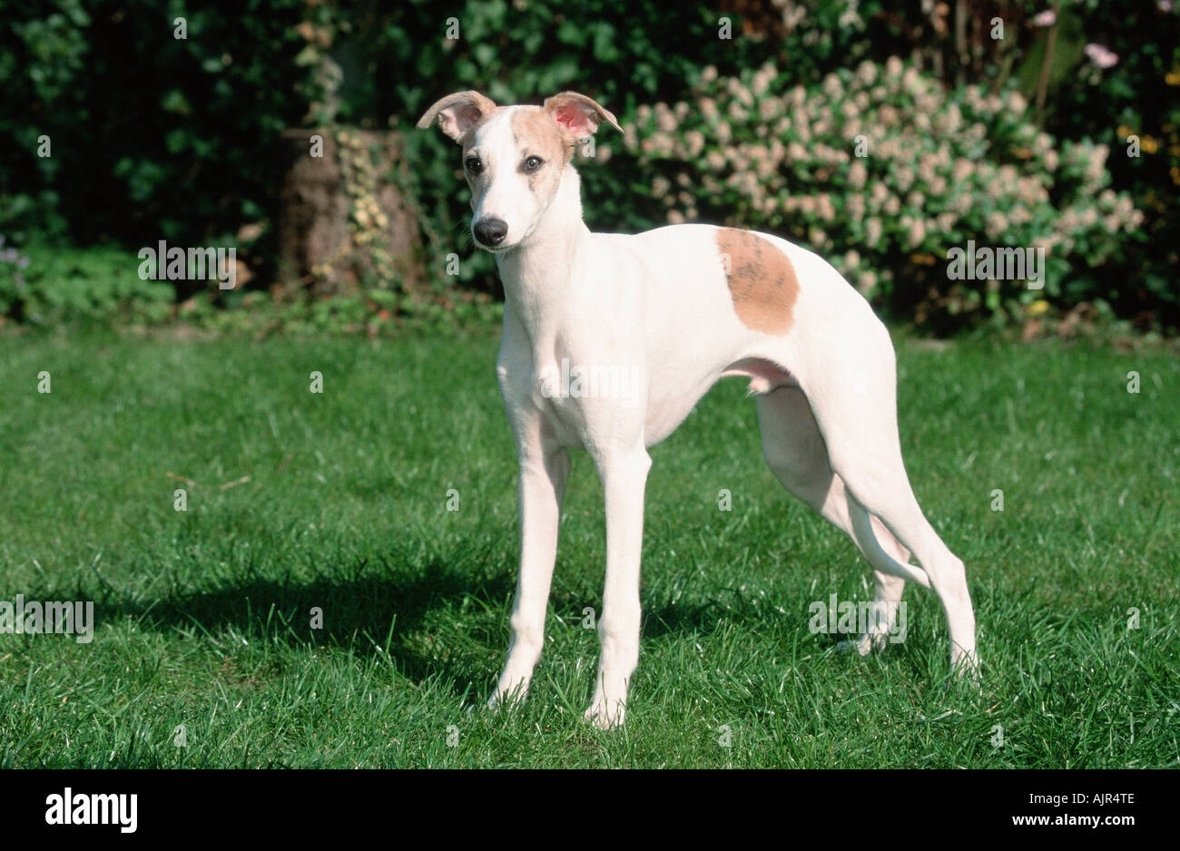 5 monat -Fotos und -Bildmaterial in hoher Auflösung – Alamy