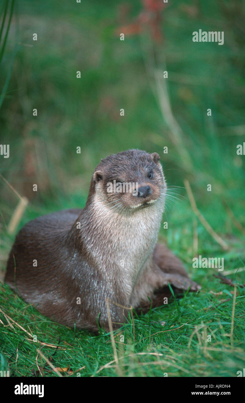 Aufrechter otter -Fotos und -Bildmaterial in hoher Auflösung – Alamy