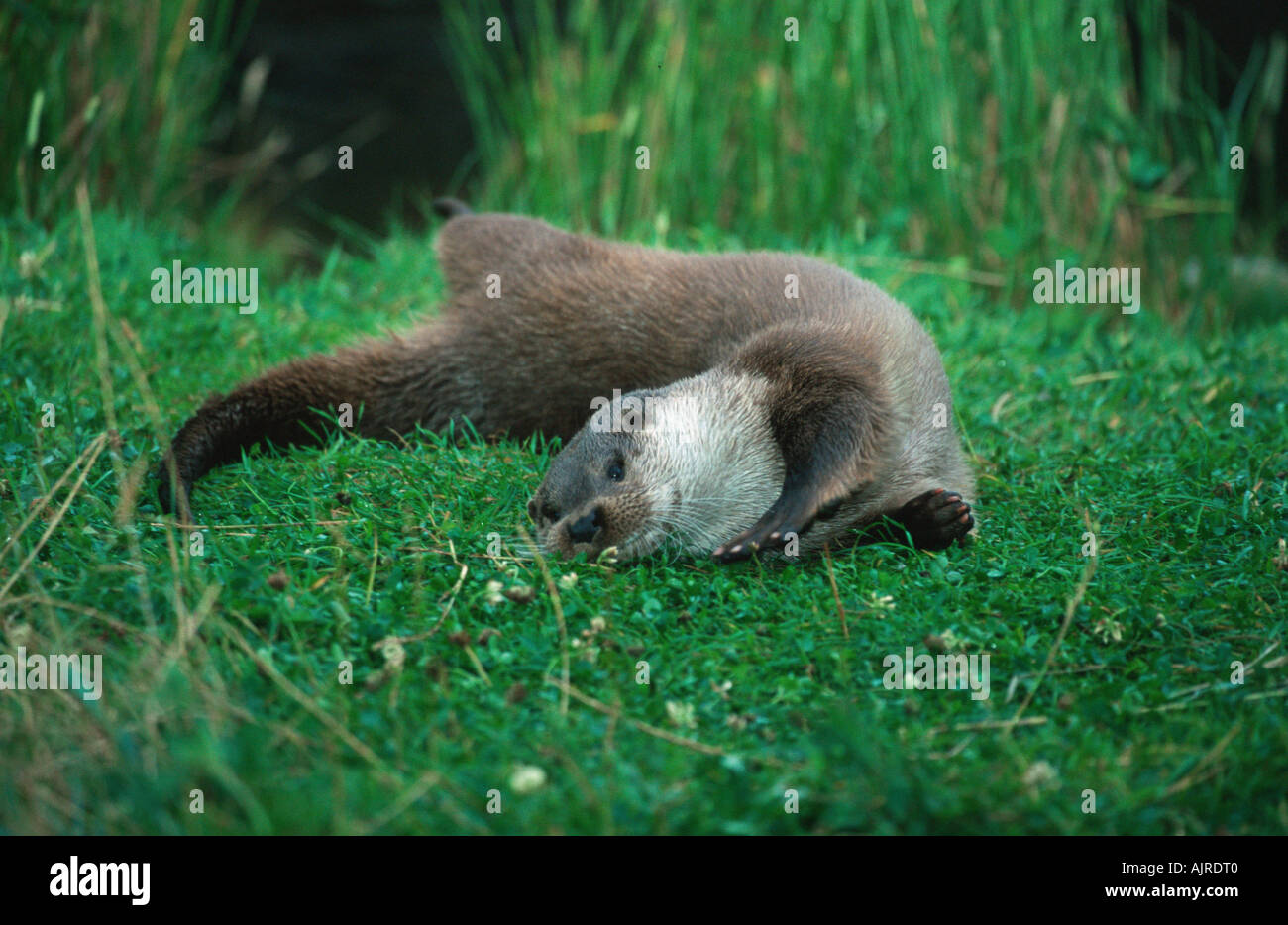 Rollende beute -Fotos und -Bildmaterial in hoher Auflösung – Alamy