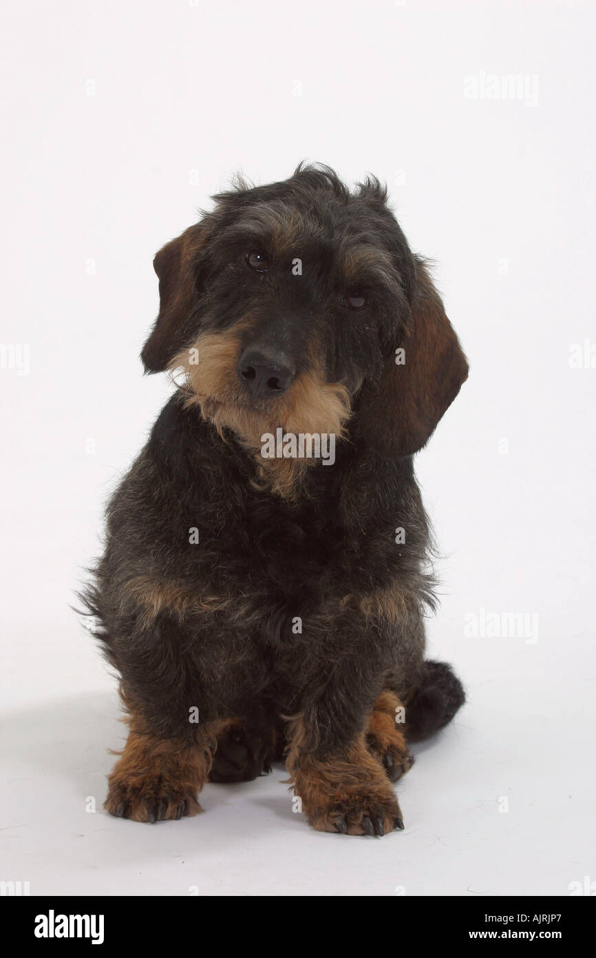 Dackel sitzend -Fotos und -Bildmaterial in hoher Auflösung – Alamy