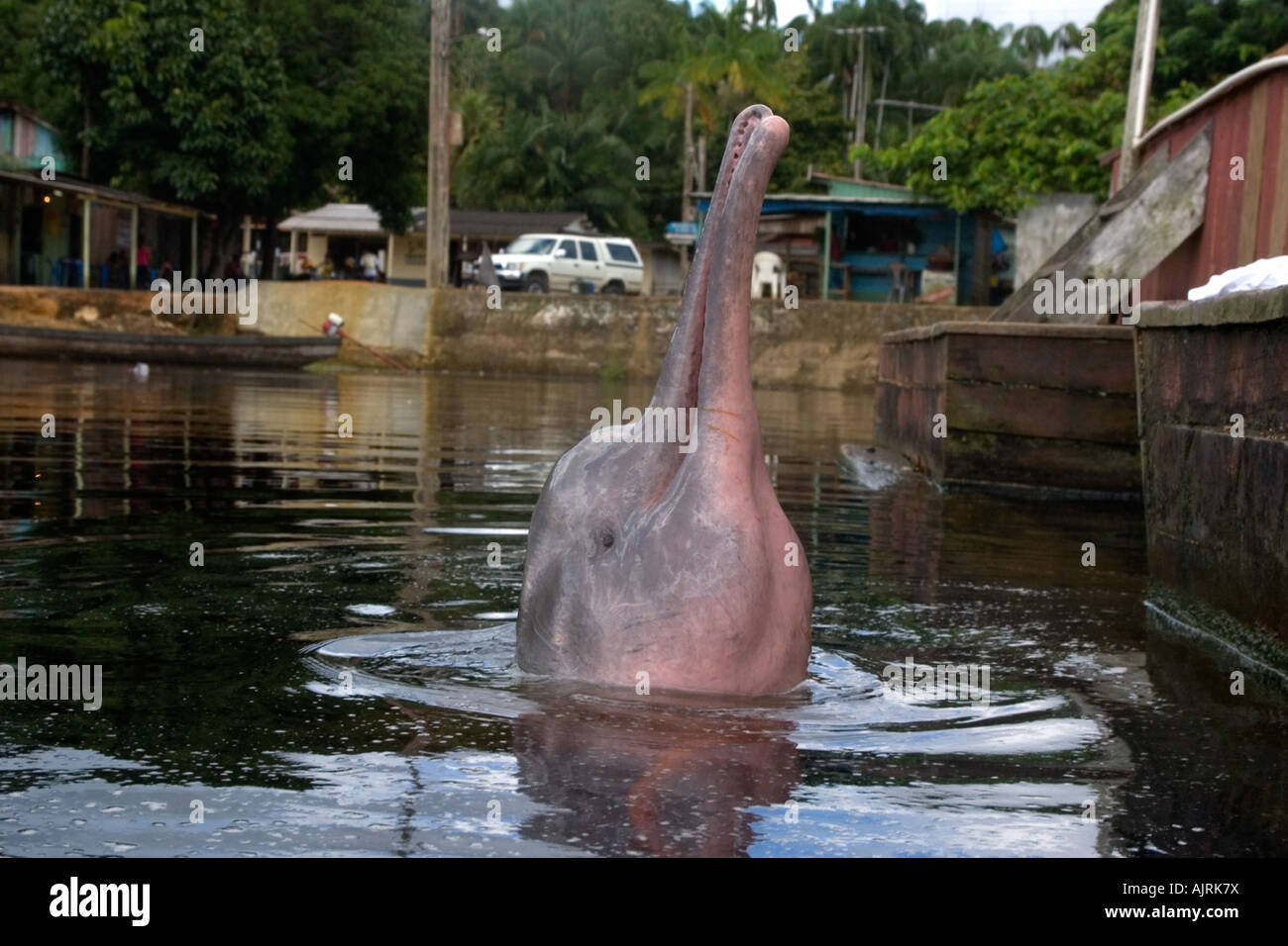 Rosa Flussdelfin oder Boto Inia Geoffrensis Negro Fluss Amazonas ...