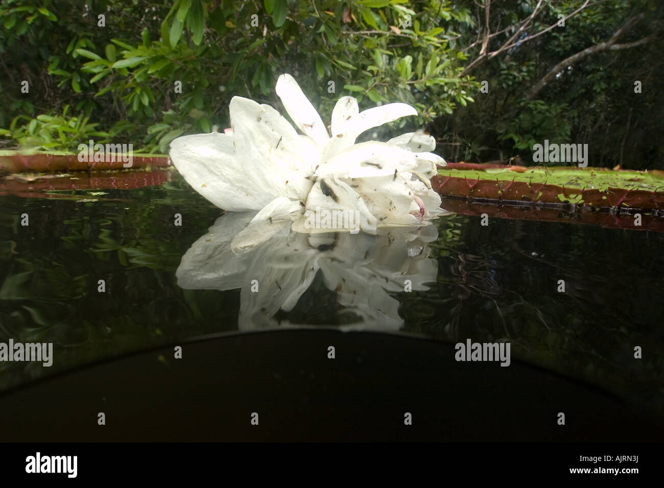 Blume der Victoria Regia oder Seerose Victoria Amazonica ist die größte ...