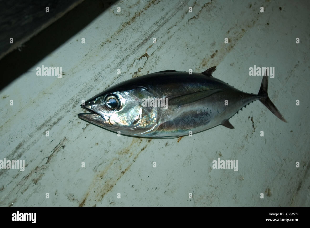Thunnus obesus -Fotos und -Bildmaterial in hoher Auflösung – Alamy