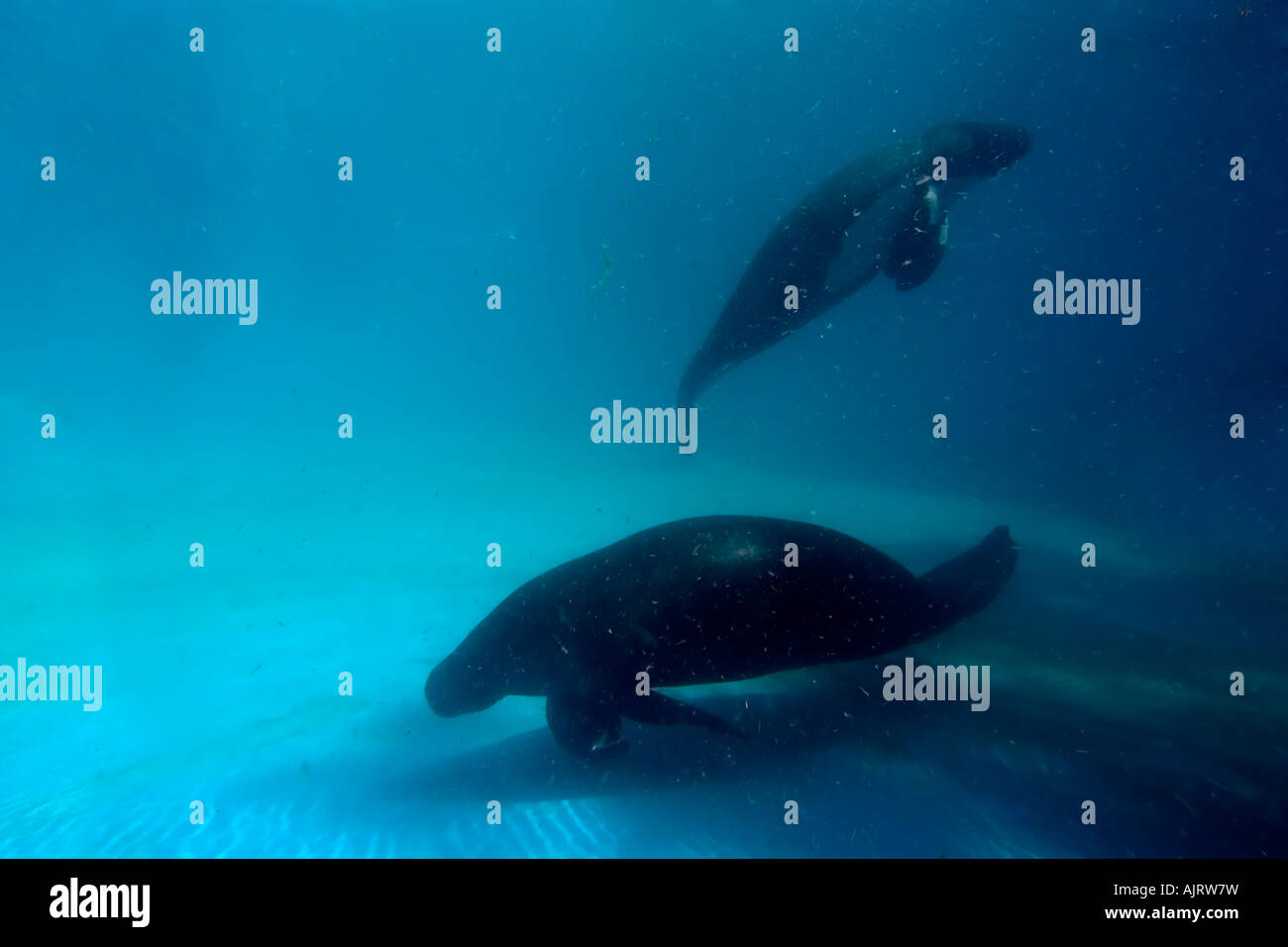 Amazonas-Manati Trichechus Inunguis gefährdet Manaus Amazonas Brasilien ...