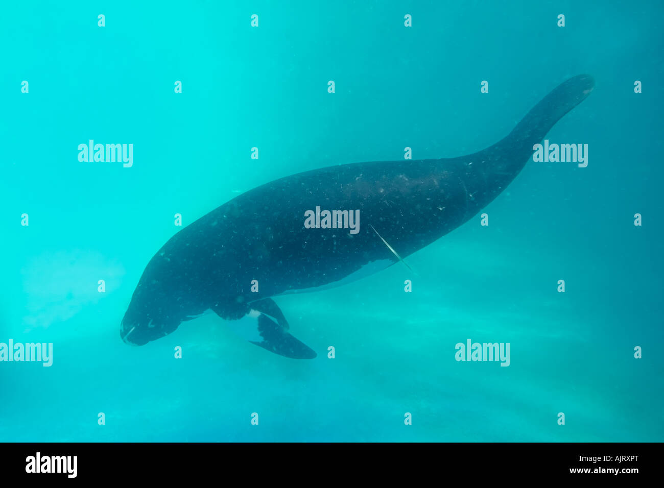 Trichechus inunguis -Fotos und -Bildmaterial in hoher Auflösung – Alamy