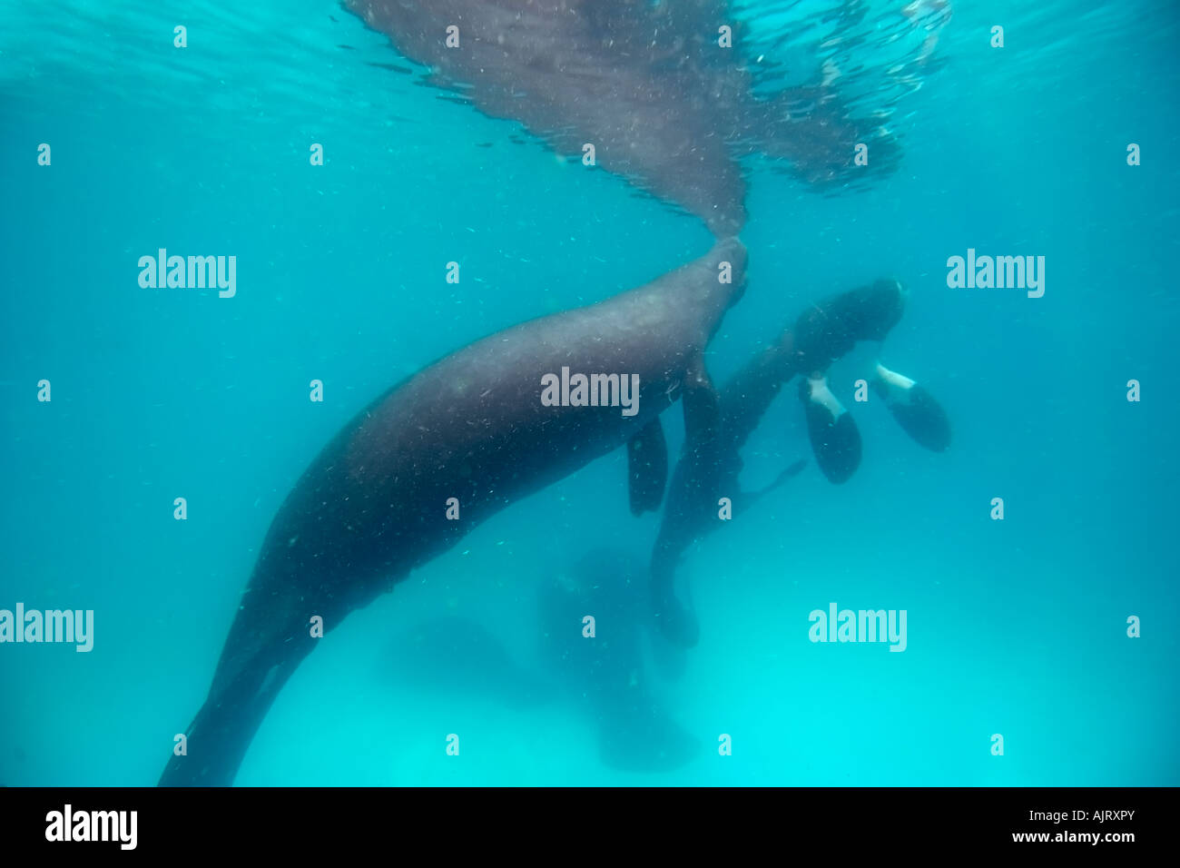Trichechus inunguis -Fotos und -Bildmaterial in hoher Auflösung – Alamy