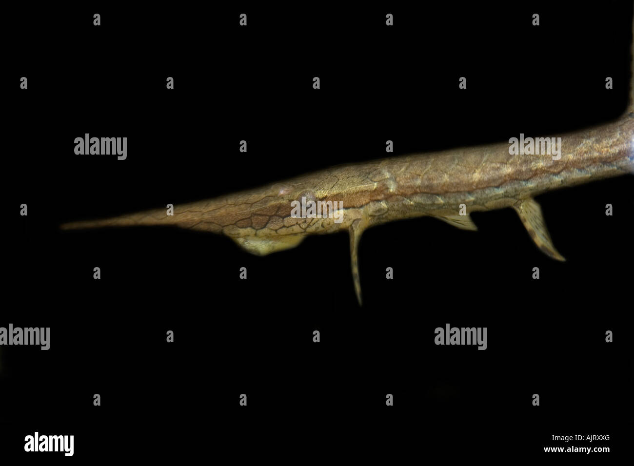 Fish amazon underwater -Fotos und -Bildmaterial in hoher Auflösung – Alamy