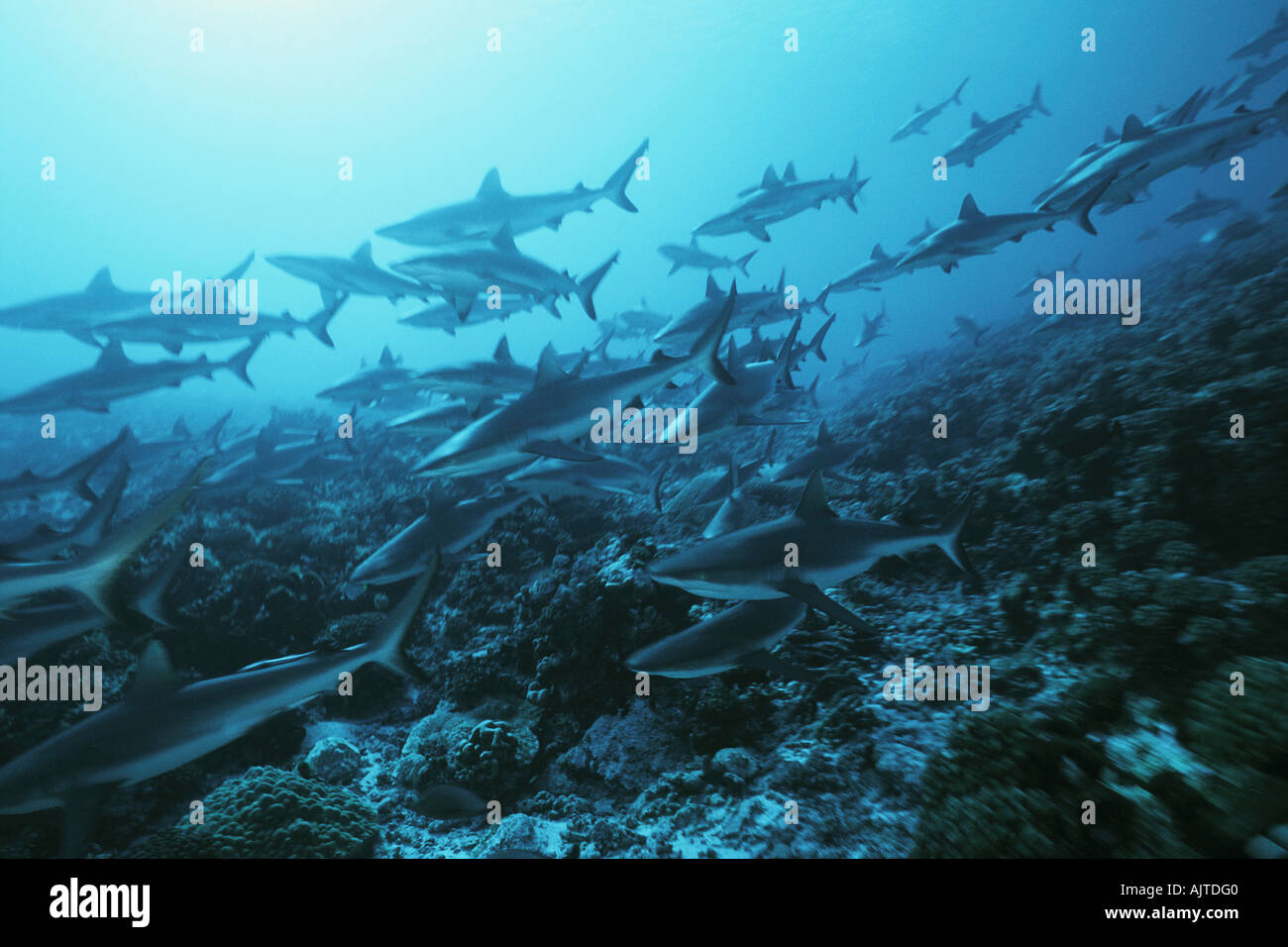 Graue Riffhaie Schulbildung Haie Carcharhinus Amblyrynchos Apataki ...