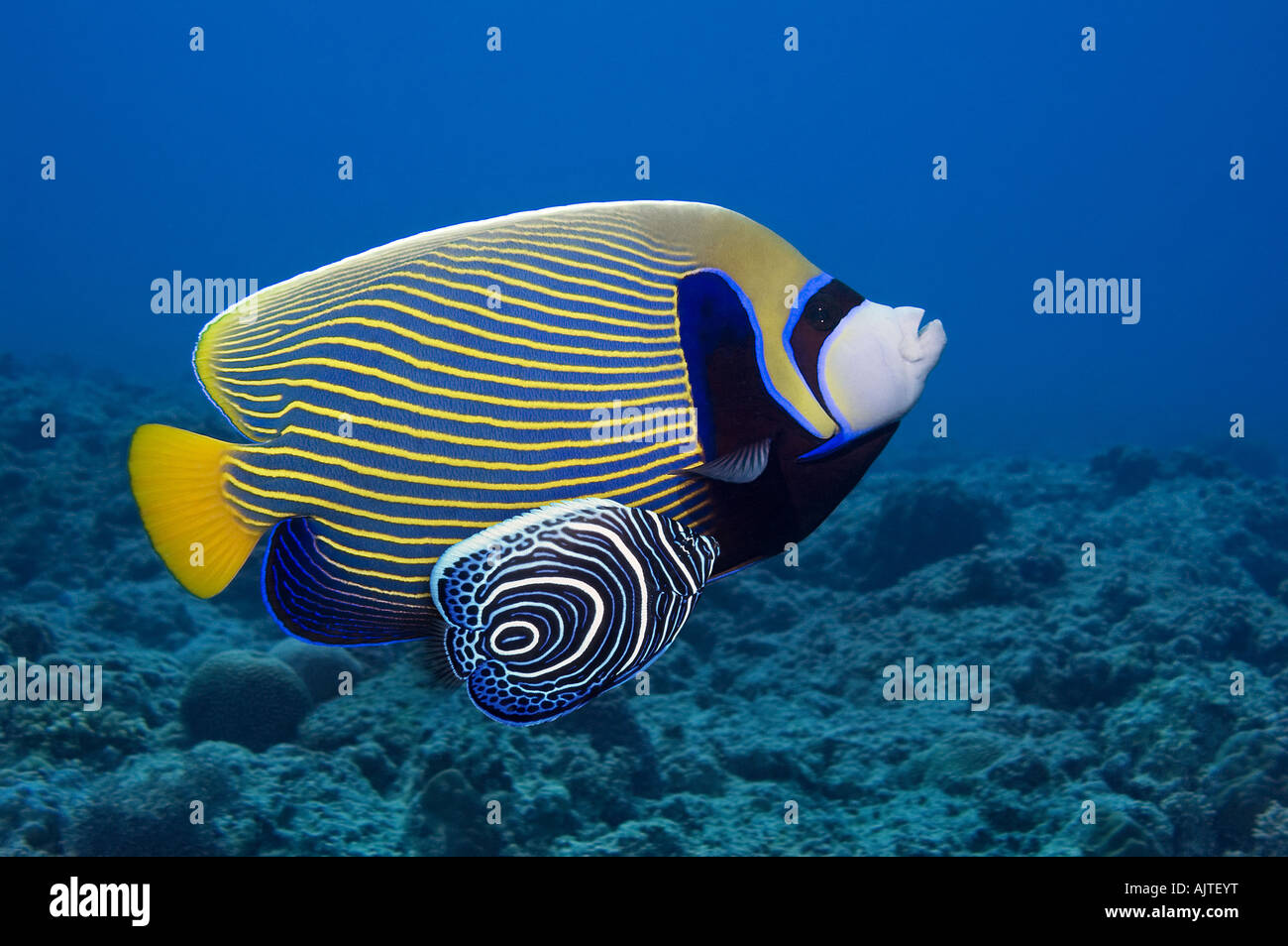 Königin Kaiserfisch Jungfisch Pomacanthus Imperator (Kaiserfisch)