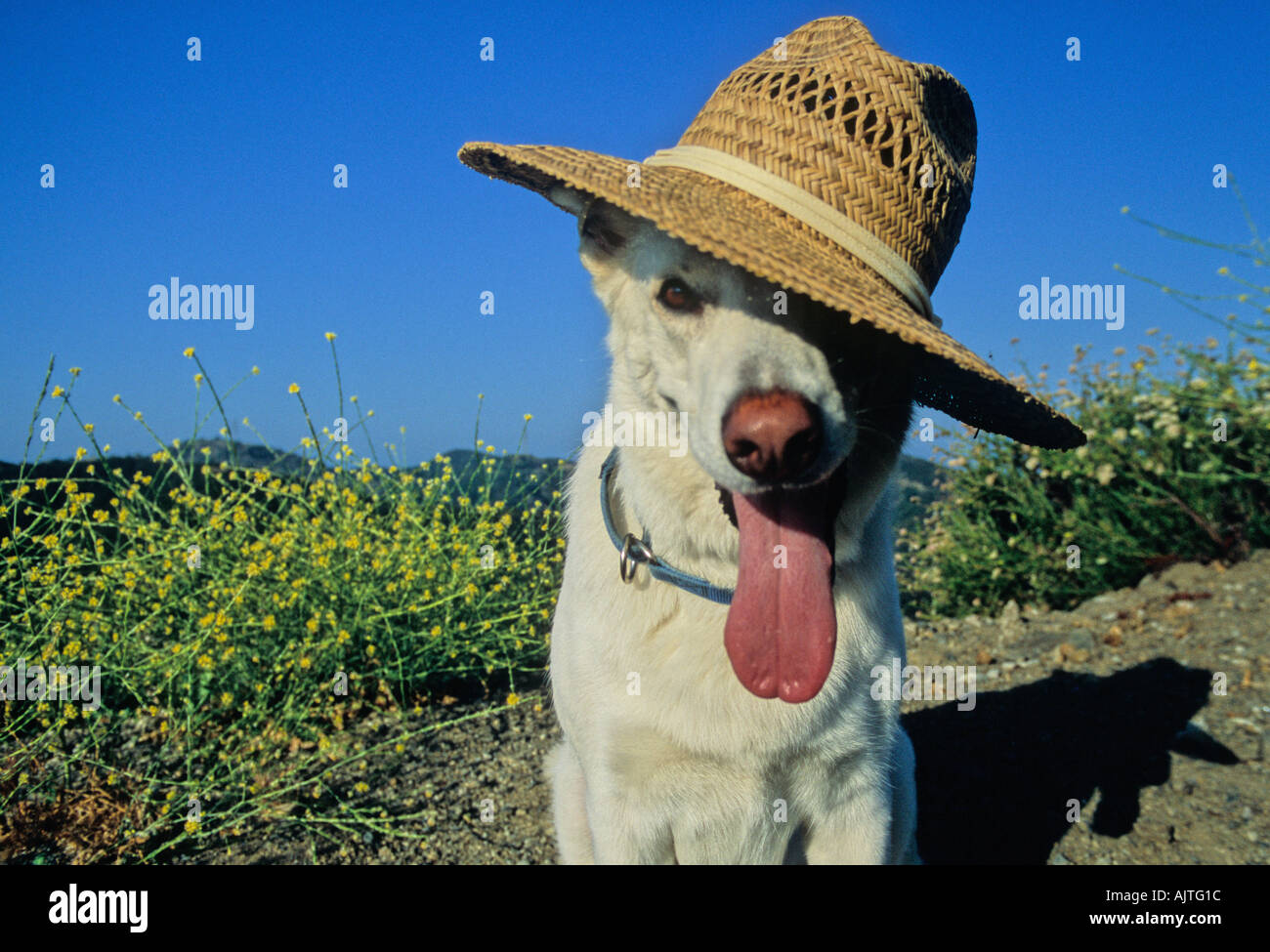 Dummer strohhut -Fotos und -Bildmaterial in hoher Auflösung – Alamy